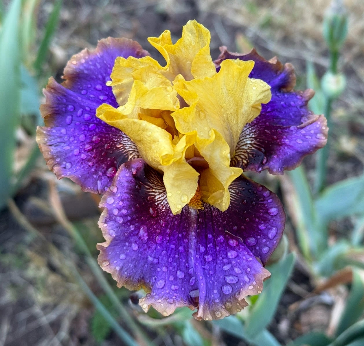A Little More Action Iris | Terringer Farm
