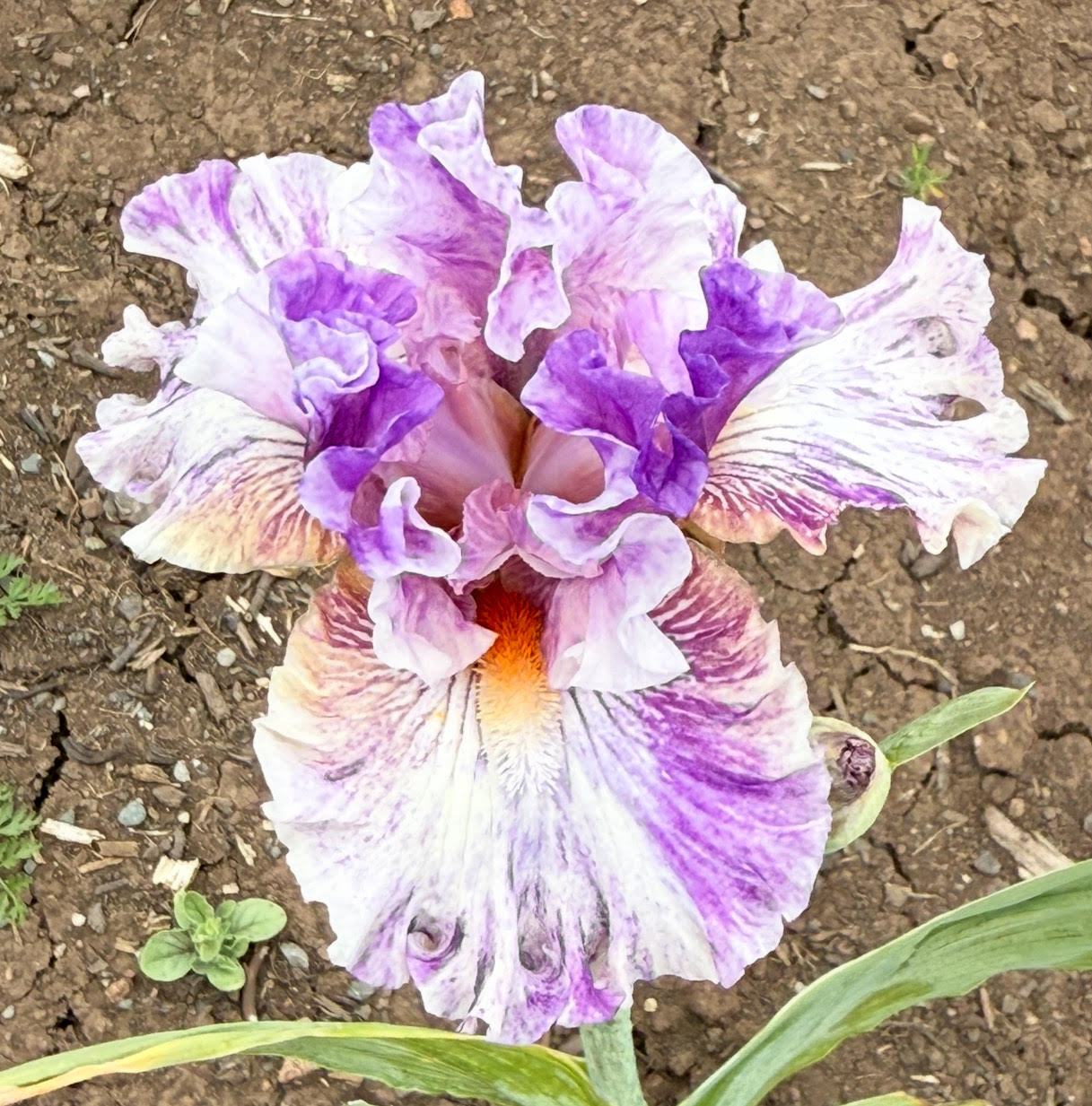 Too Mixed Up | Terringer Farm