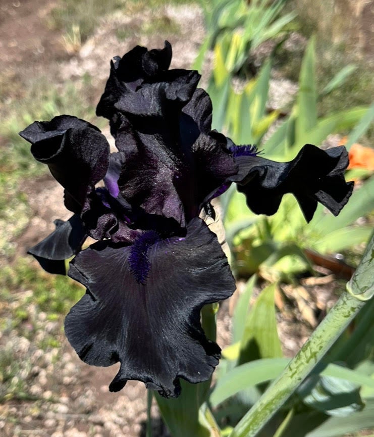 Ghost Train Iris | Terringer Farm