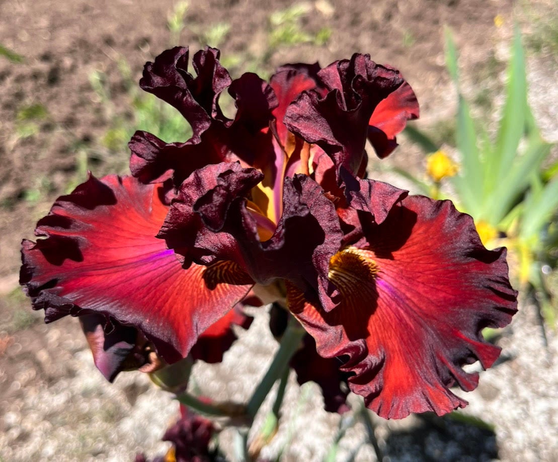 Grateful Red Iris | Terringer Farm