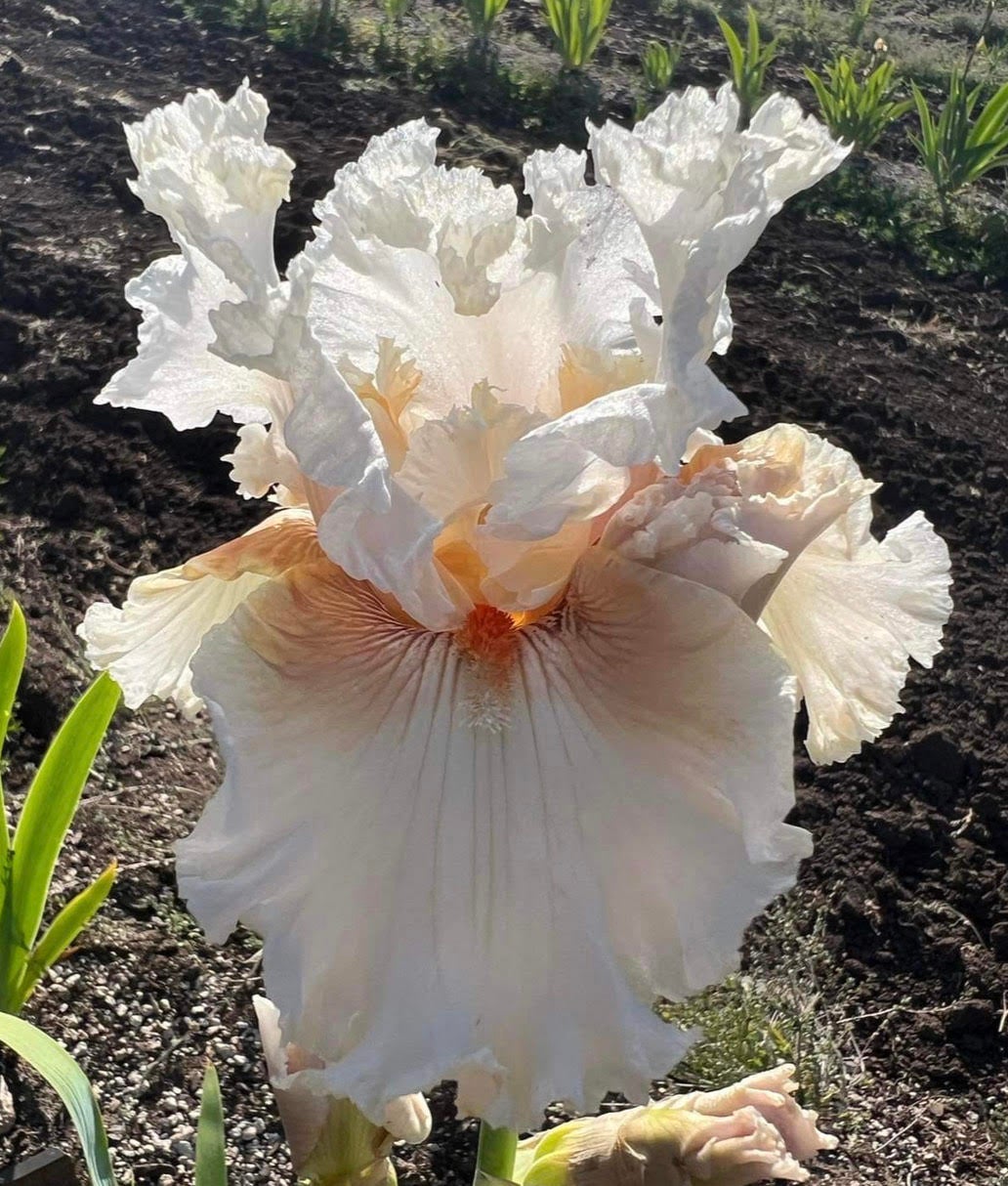Castle Peak Iris | Terringer Farm