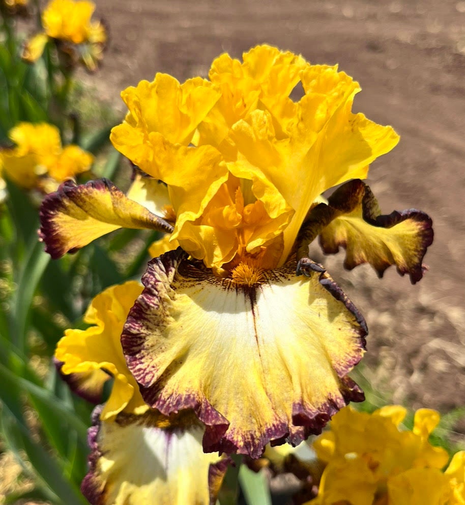 High Desert Iris | Terringer Farm