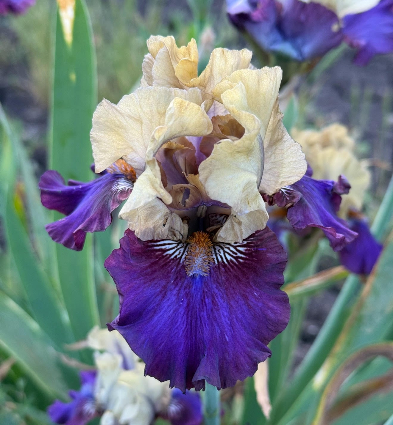Storm Clouds Rollin | Terringer Farm