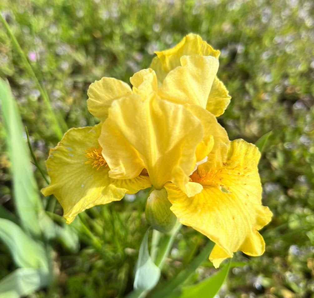 Dab Of Butter | Terringer Farm