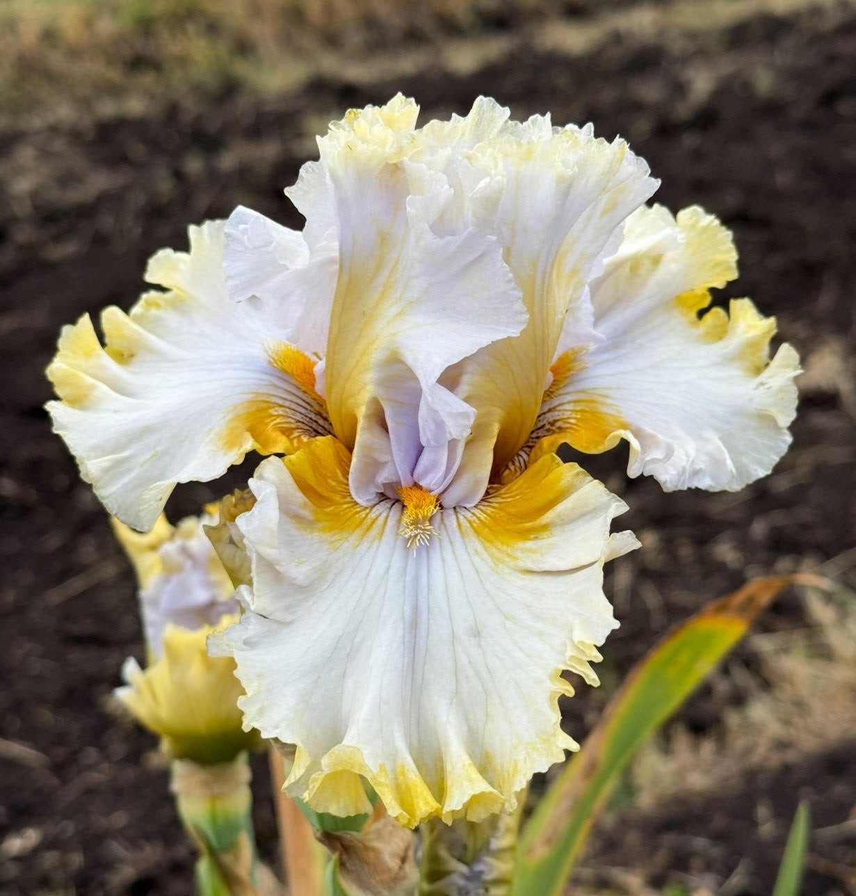 Think Diamonds | Terringer Farm