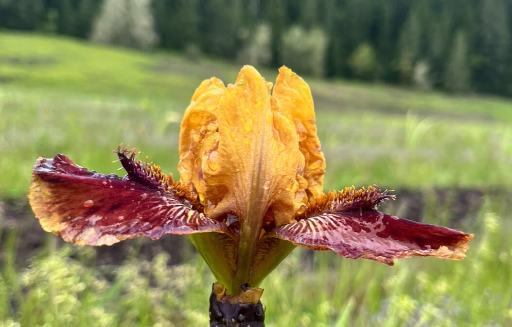 Flirty Bee | Terringer Farm