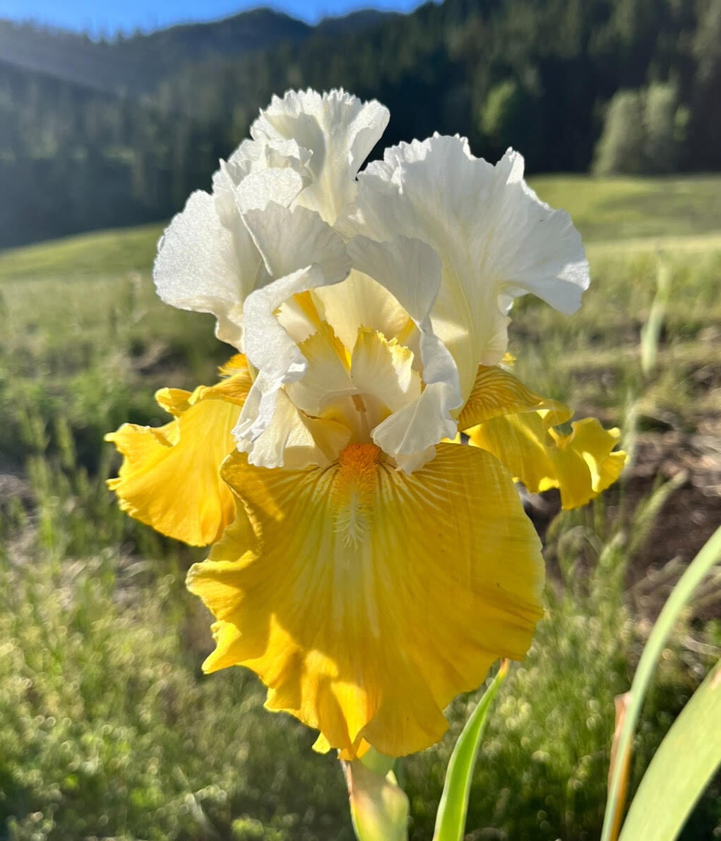 Alpine Harmony | Terringer Farm