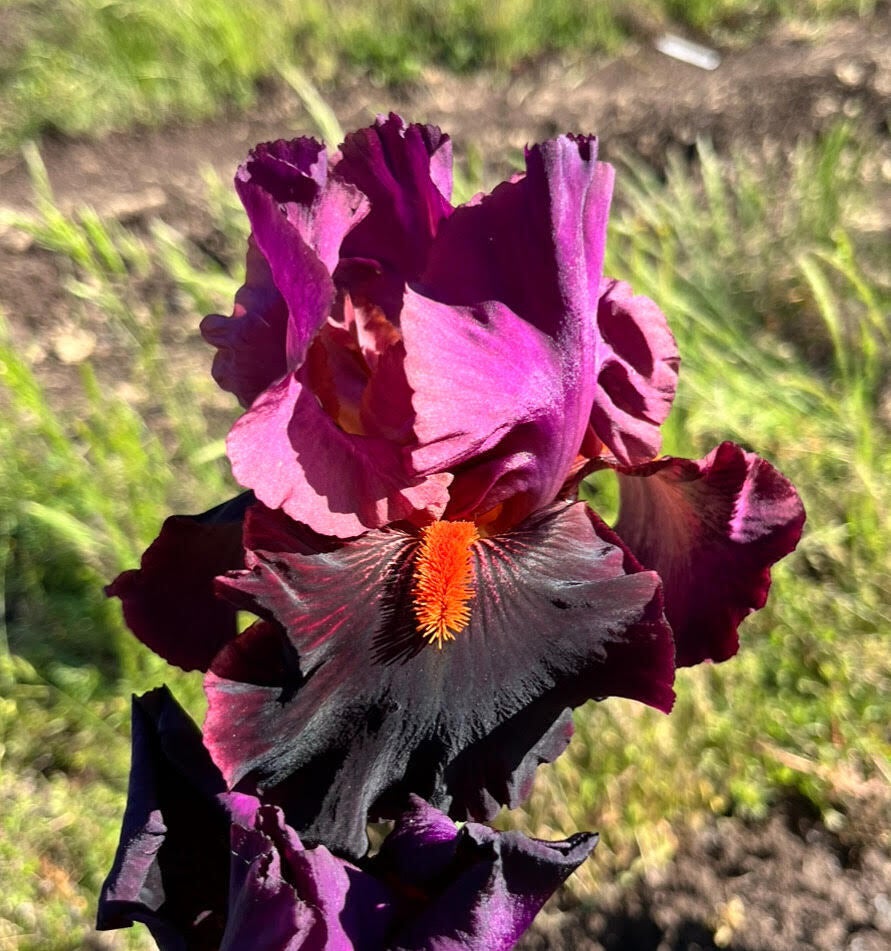 Fiery Temper | Terringer Farm