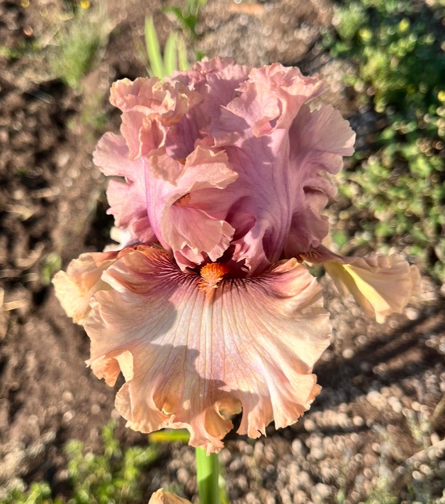Beachy Queen Iris | Terringer Farm
