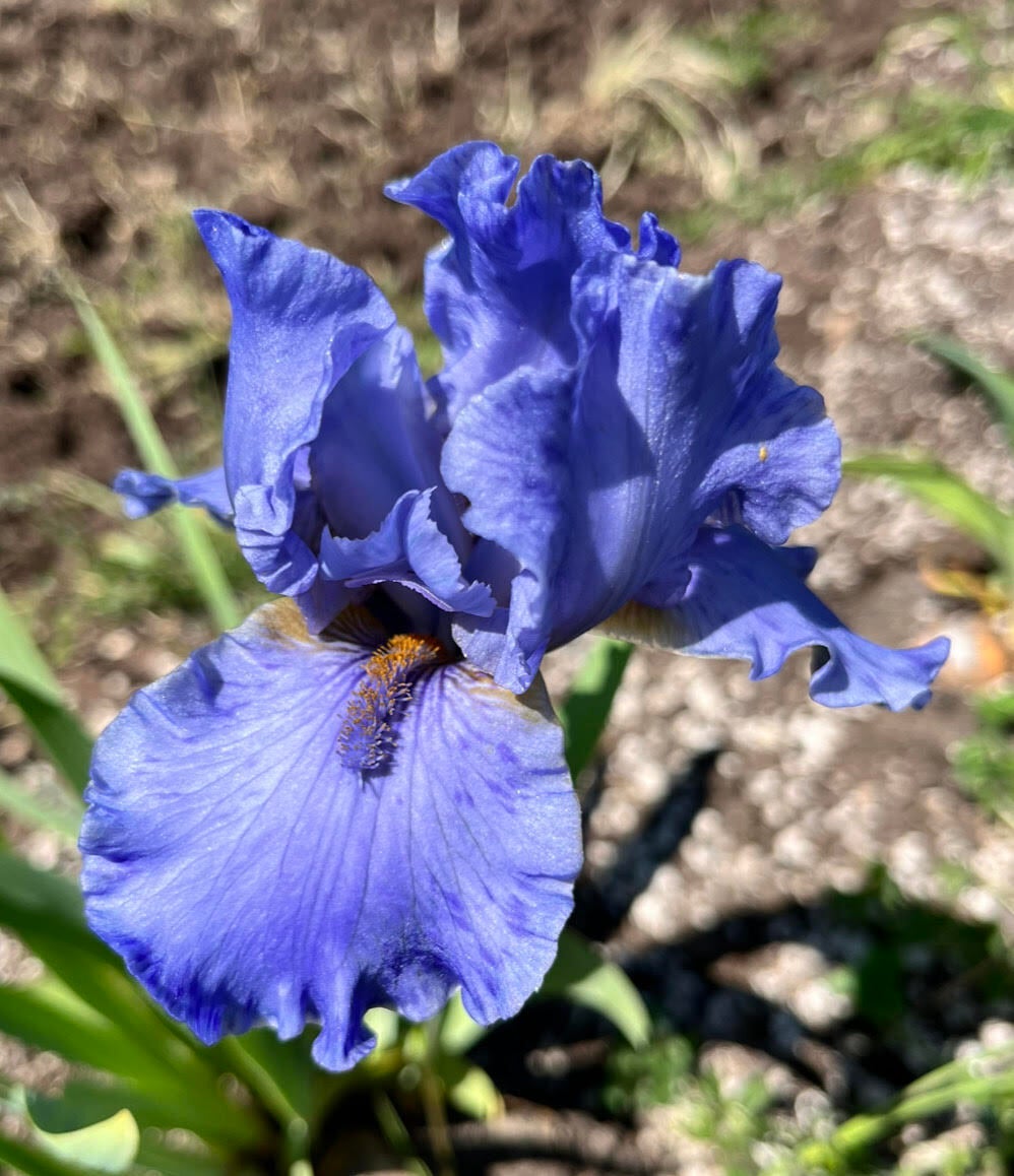 Aqua Taj Iris | Terringer Farm