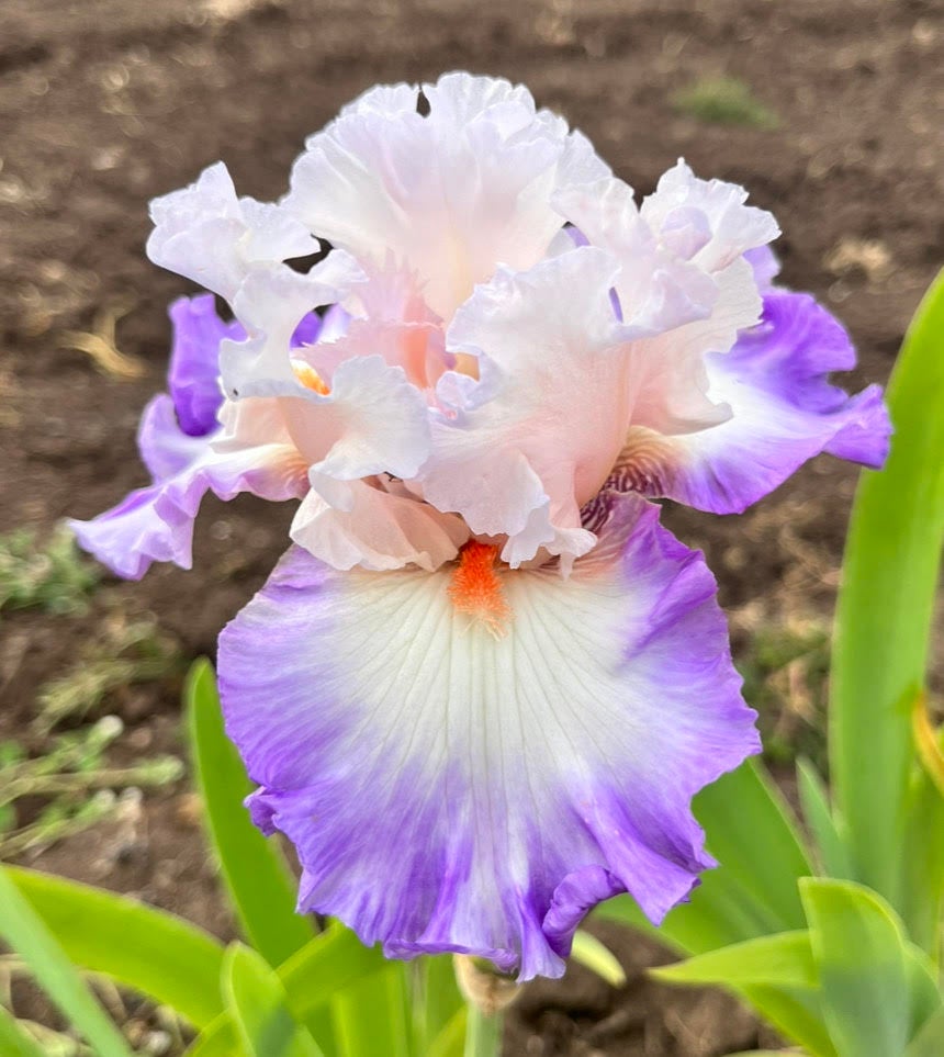 Polite Applause Iris | Terringer Farm