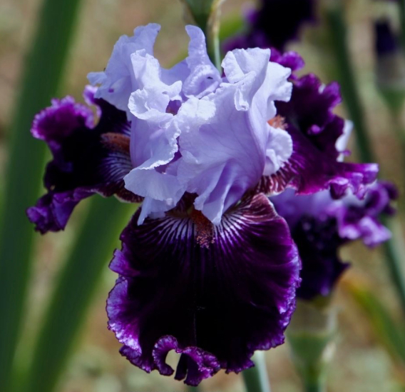 Billowing Robes Iris | Terringer Farm