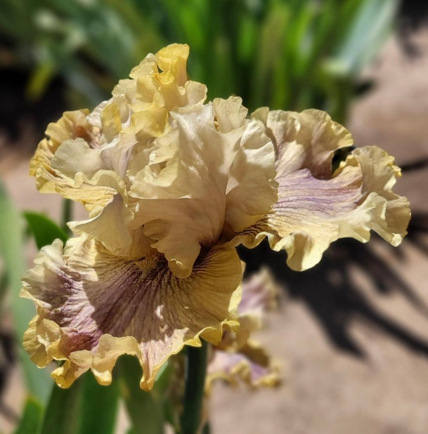 Buckskin Ruffles Iris | Terringer Farm