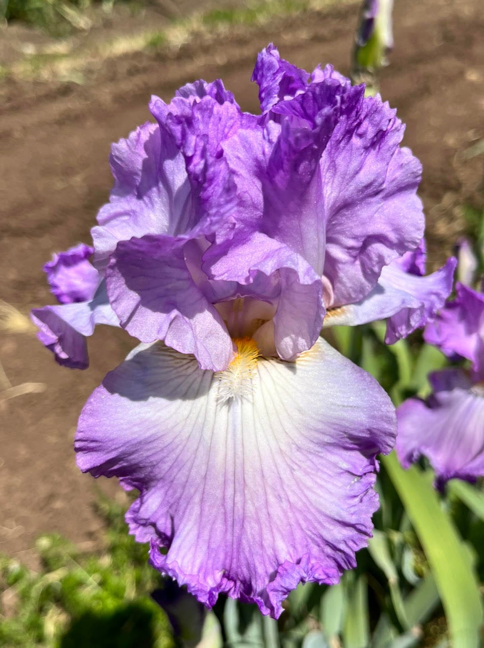 Mayberry Iris | Terringer Farm