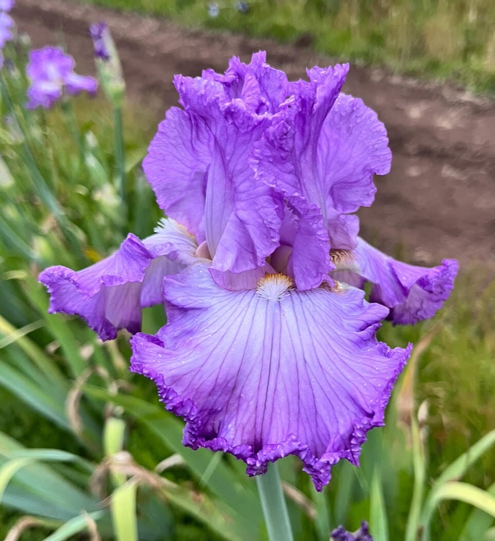 Mayberry Iris | Terringer Farm