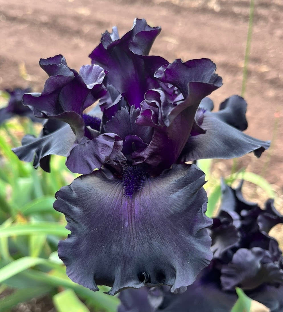 Raven Girl Iris | Terringer Farm