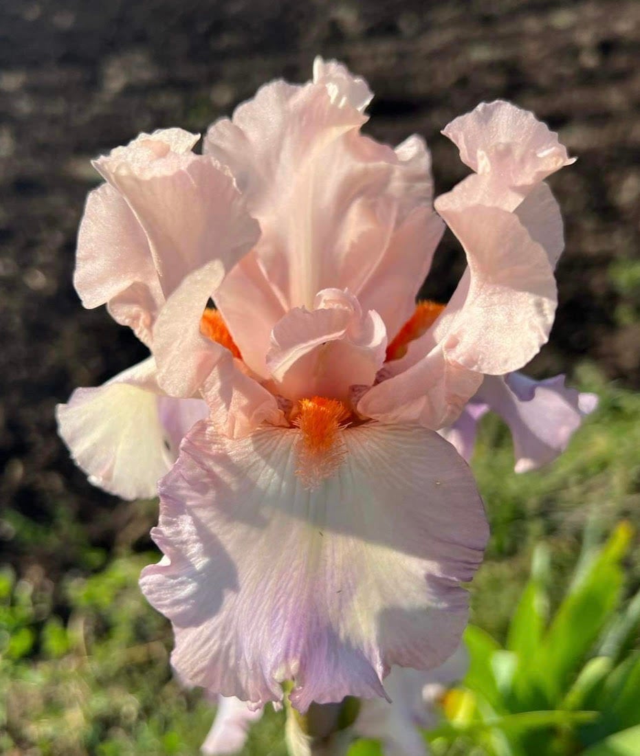 French Cancan Iris | Terringer Farm
