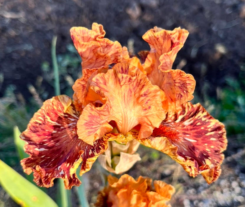 Cheetah Cheese Iris | Terringer Farm