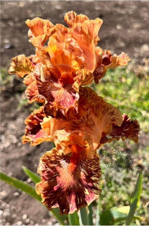 Cheetah Cheese Iris | Terringer Farm