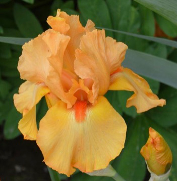 China Moon Iris | Terringer Farm