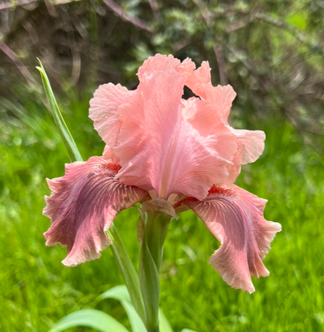 Go Chloe Iris | Terringer Farm