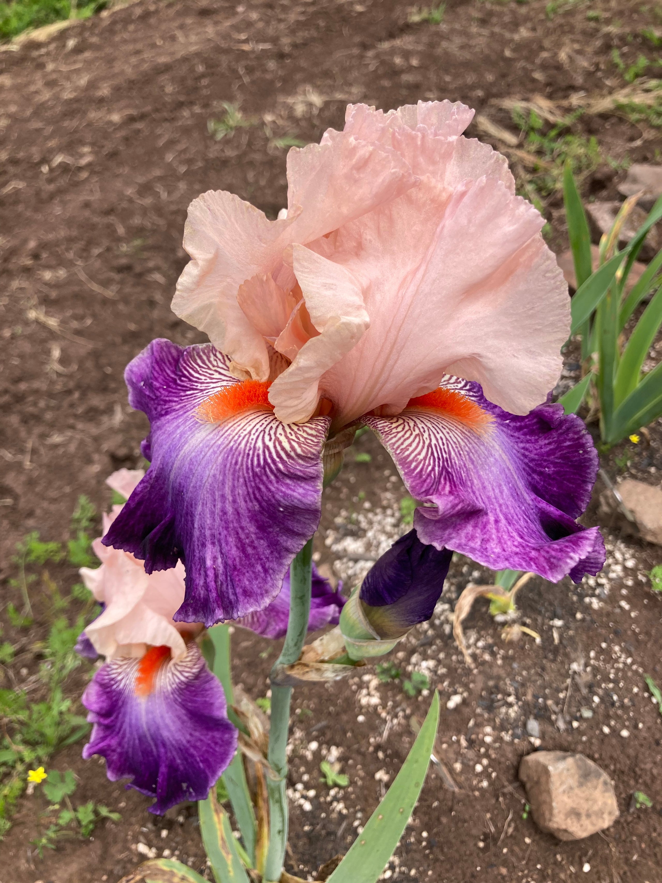 Damsel In A Dress Iris | Terringer Farm
