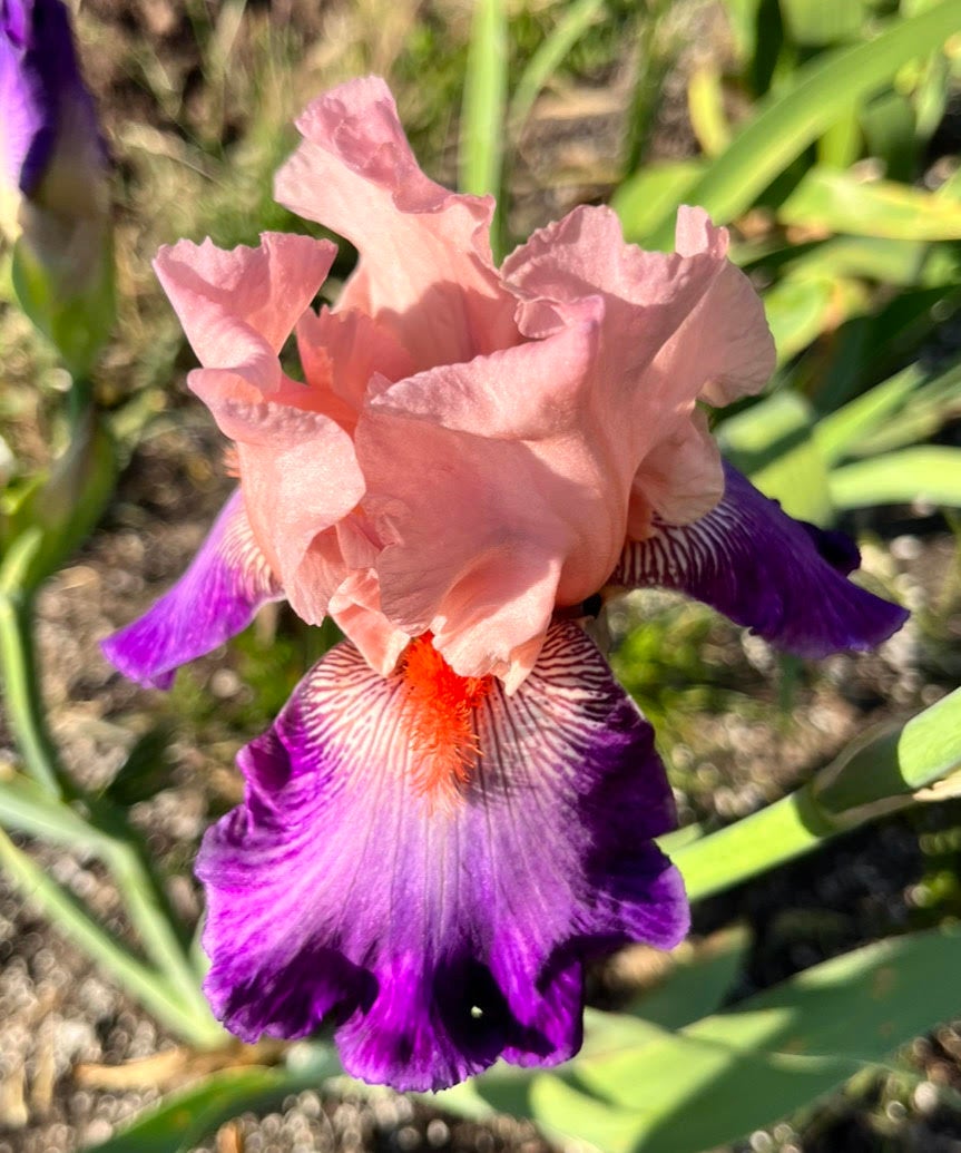 Damsel In A Dress Iris | Terringer Farm