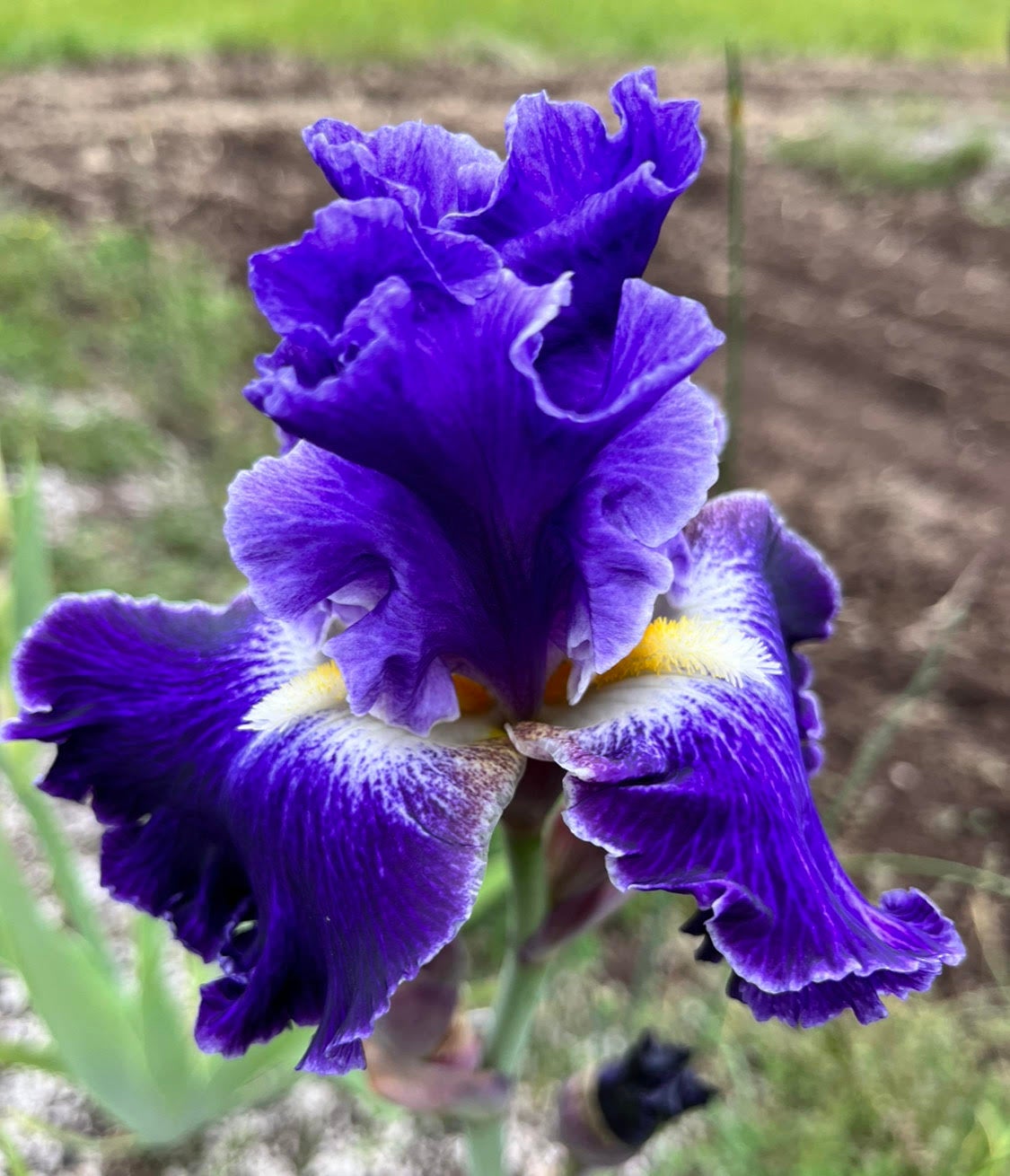 Stellar Wind Iris | Terringer Farm