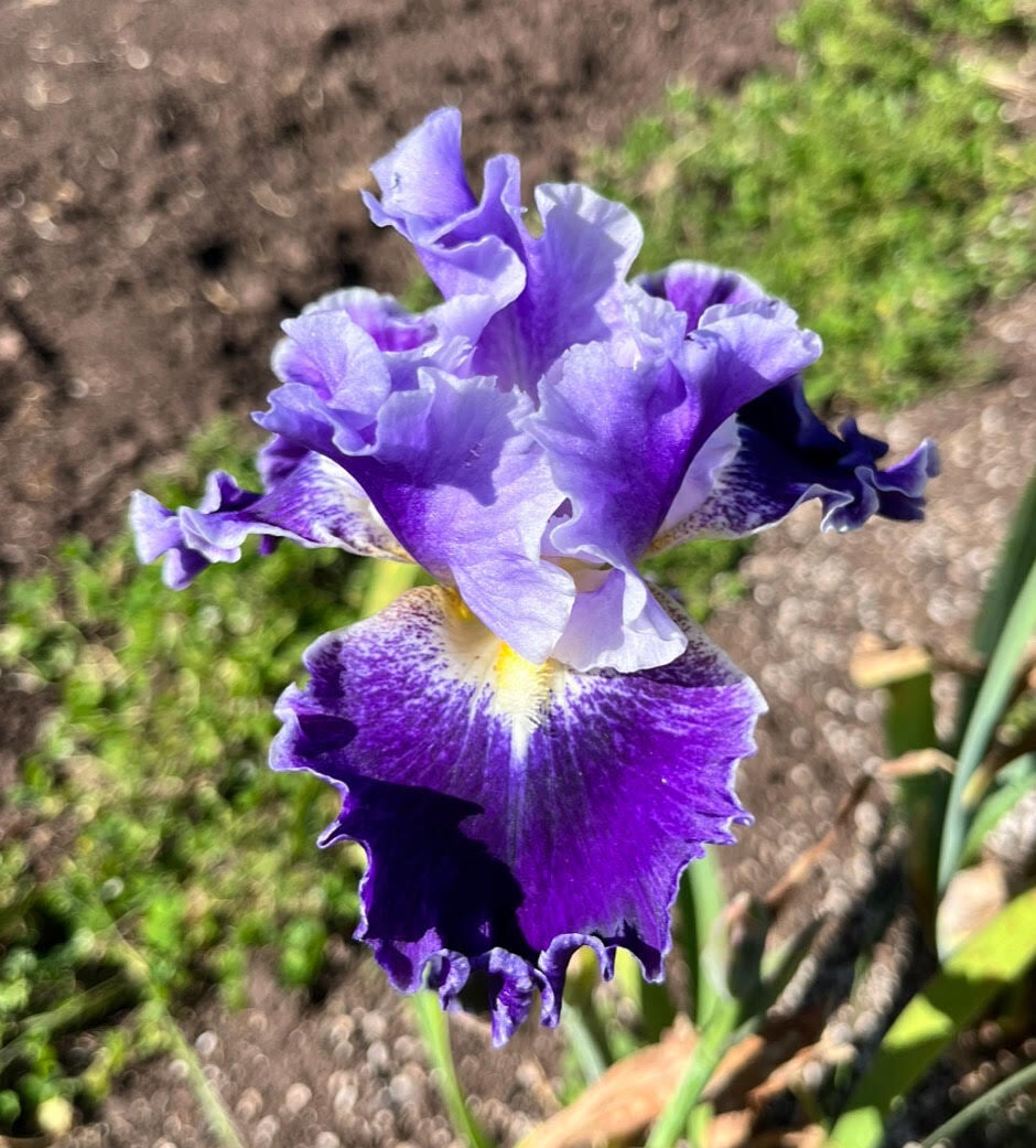 Stellar Wind Iris | Terringer Farm